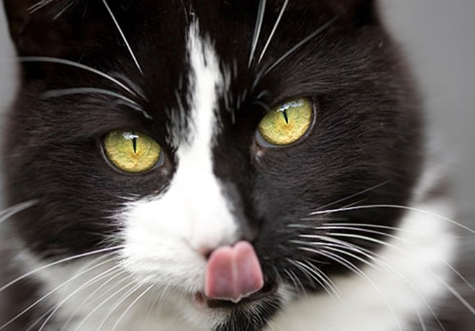 Kitty Web Cams | Ranpura Farm Cattery